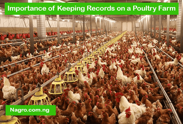 The Importance Of Keeping Records On A Poultry Farm NAGRO