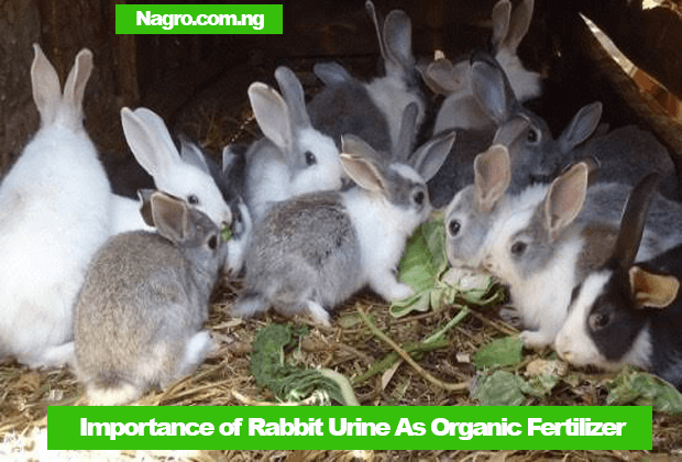 Importance of Rabbit Urine As Organic Fertilizer And Pesticide - NAGRO